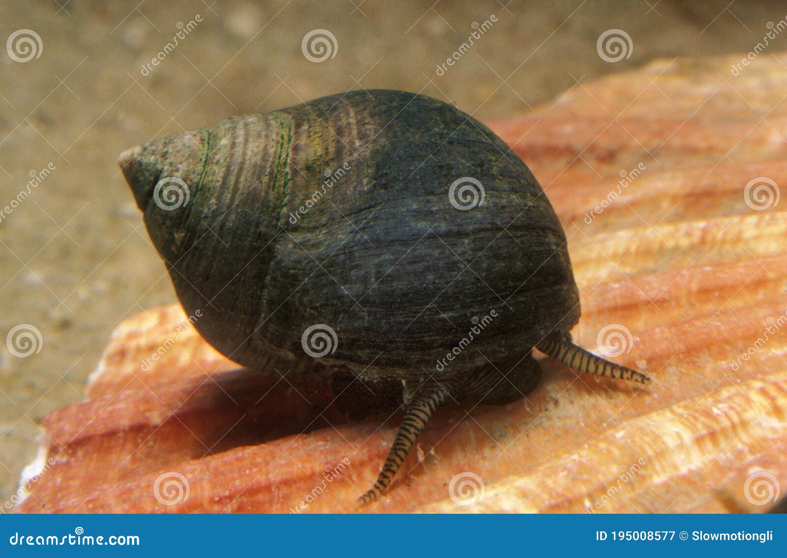 Common Periwinkle Hides Inside Its Shell, Have A Broadly Ovate Thick ...