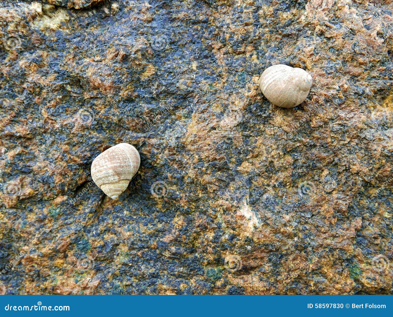 Common Periwinkles on Rock at Low Tide Stock Photo - Image of outdoors ...