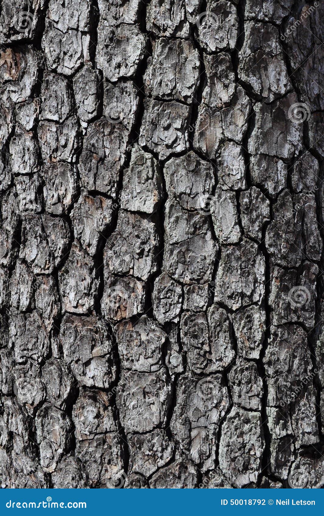 Common Persimmon Bark stock photo. Image of plants, vertical - 50018792