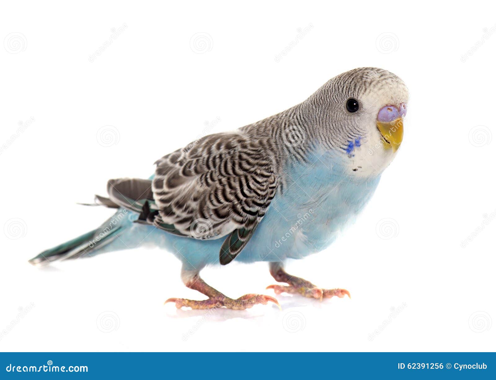 Common pet parakeet stock photo. Image of cage, isolated - 62391256