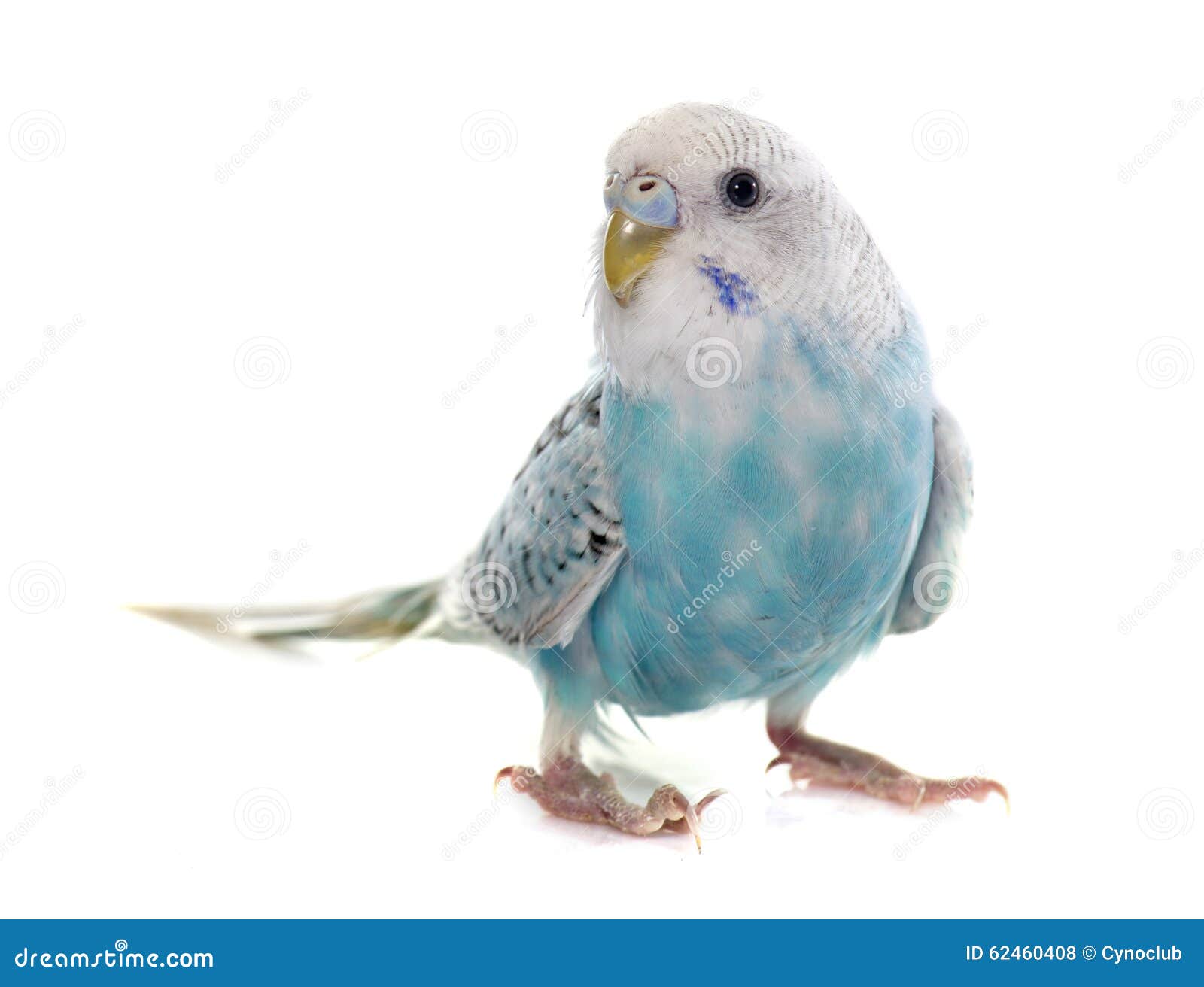 Common pet parakeet stock photo. Image of parakeet, studio - 62460408