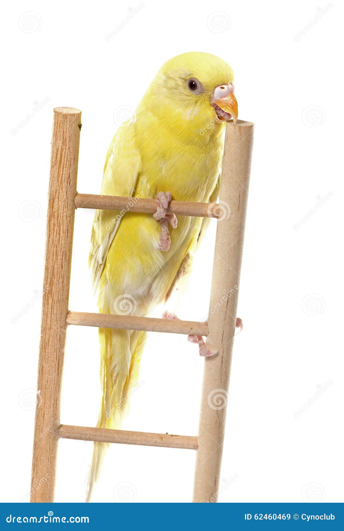 Common pet parakeet stock image. Image of budgie, yellow - 62460469