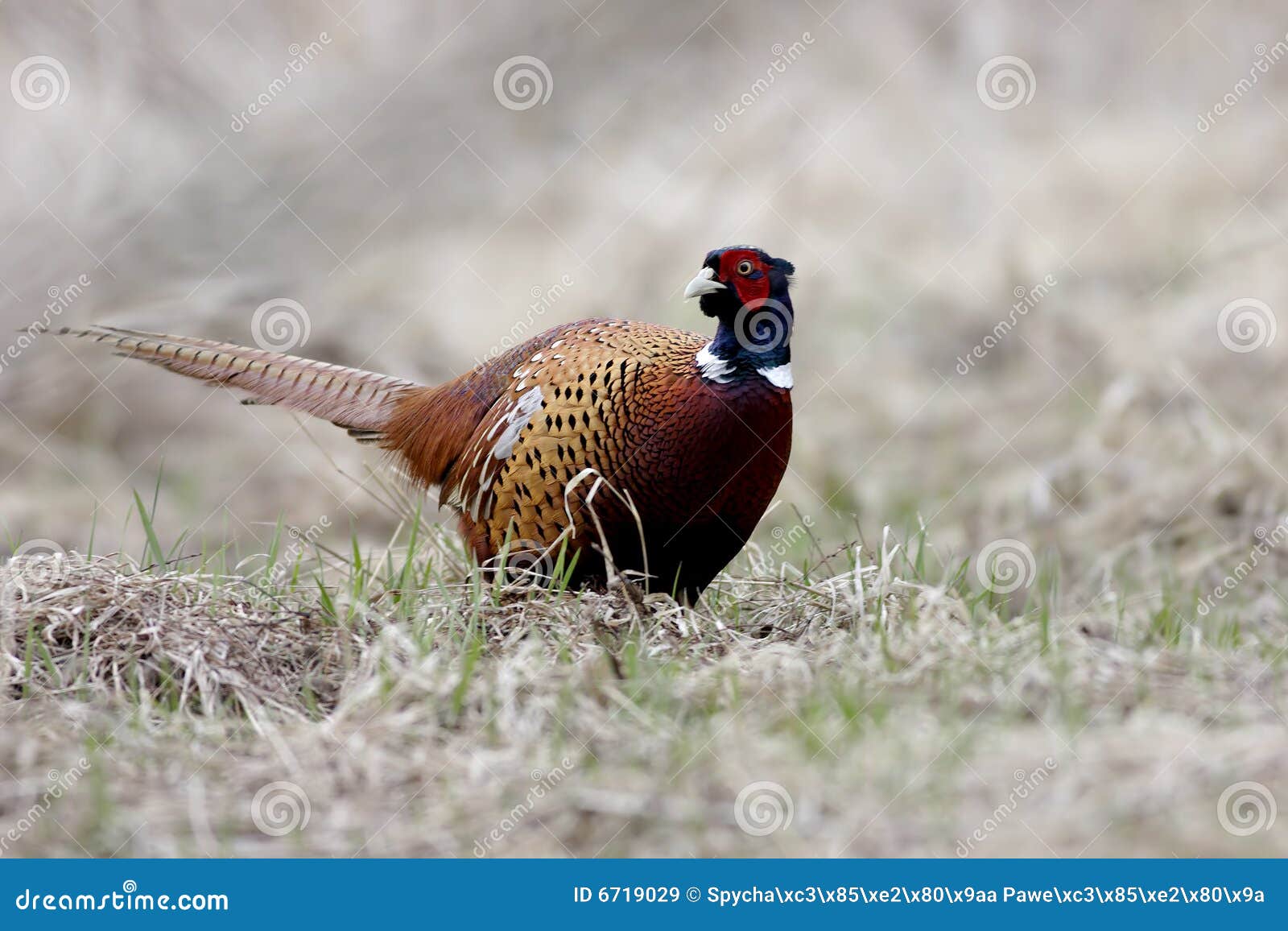Common Pheasant stock image. Image of wild, hunting, male - 6719029