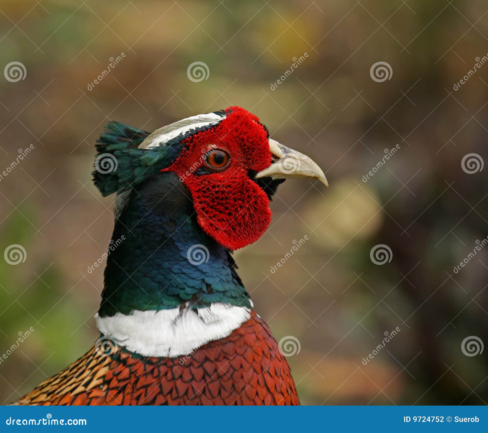Common Pheasant close up stock photo. Image of feather - 9724752
