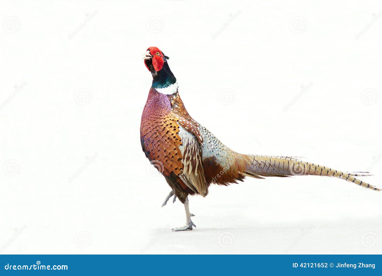 Common Pheasant stock photo. Image of life, galliformes - 42121652