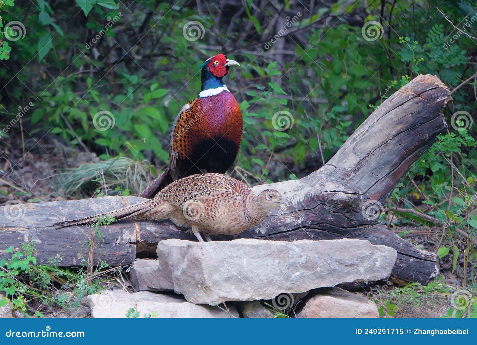 Common Pheasant stock image. Image of nature, plume - 249291715
