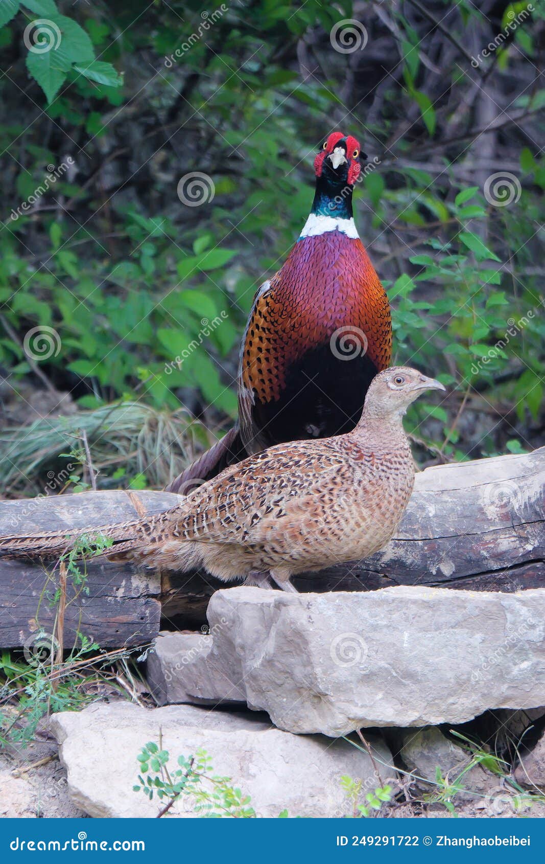 Common Pheasant stock photo. Image of nature, wildlife - 249291722
