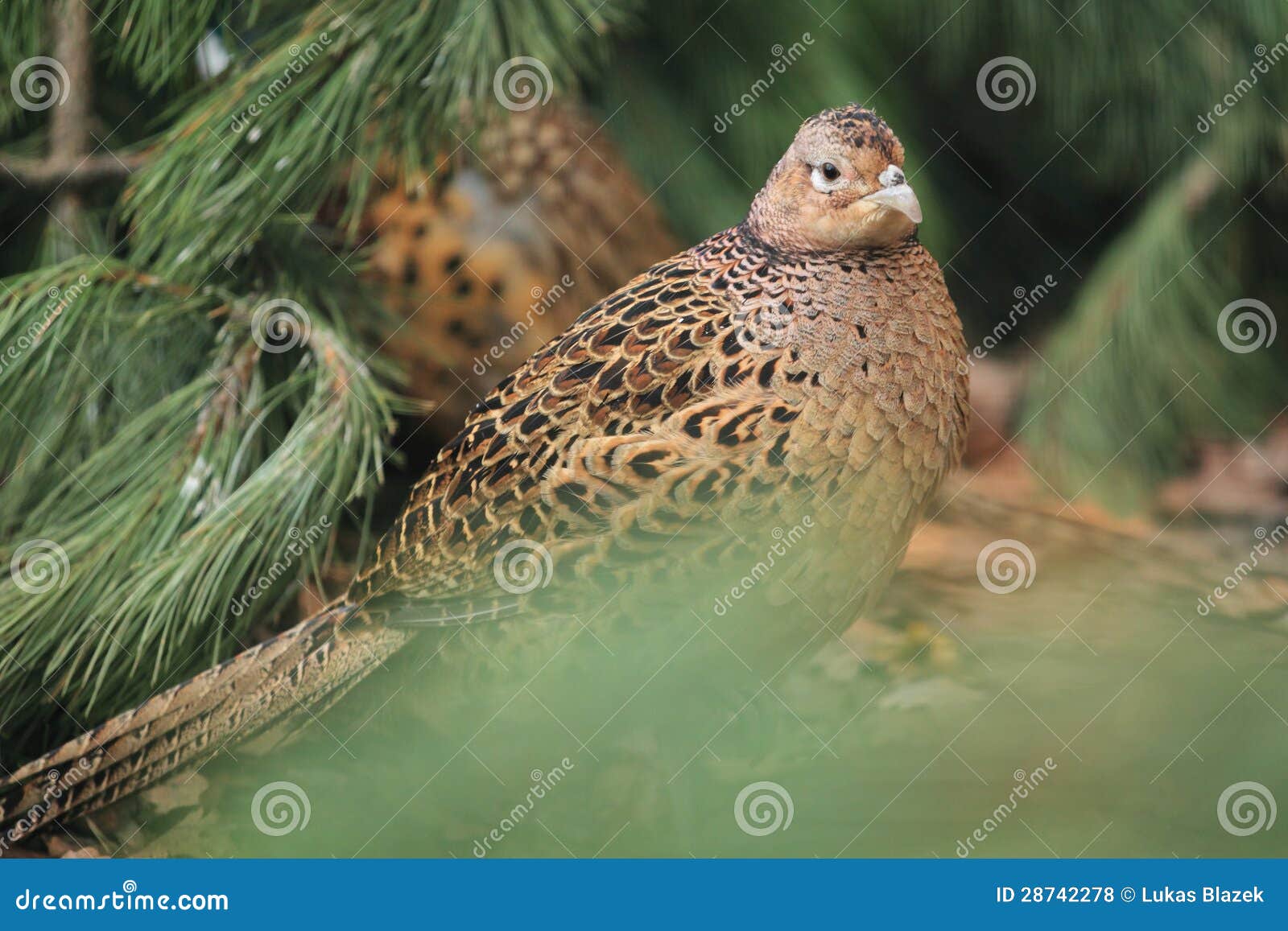 Common pheasant female stock photo. Image of adult, forest - 28742278