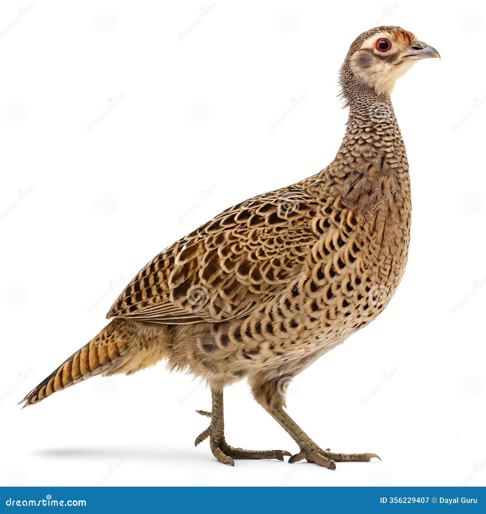 Common Pheasant Female Isolated on White Background Stock Illustration ...