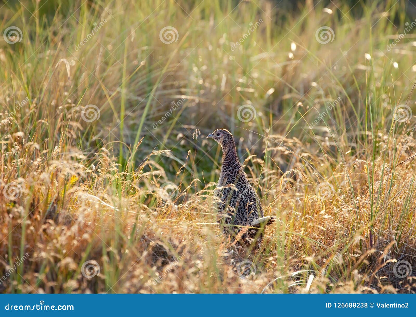 Common pheasant stock photo. Image of pheasant, wild - 126688238