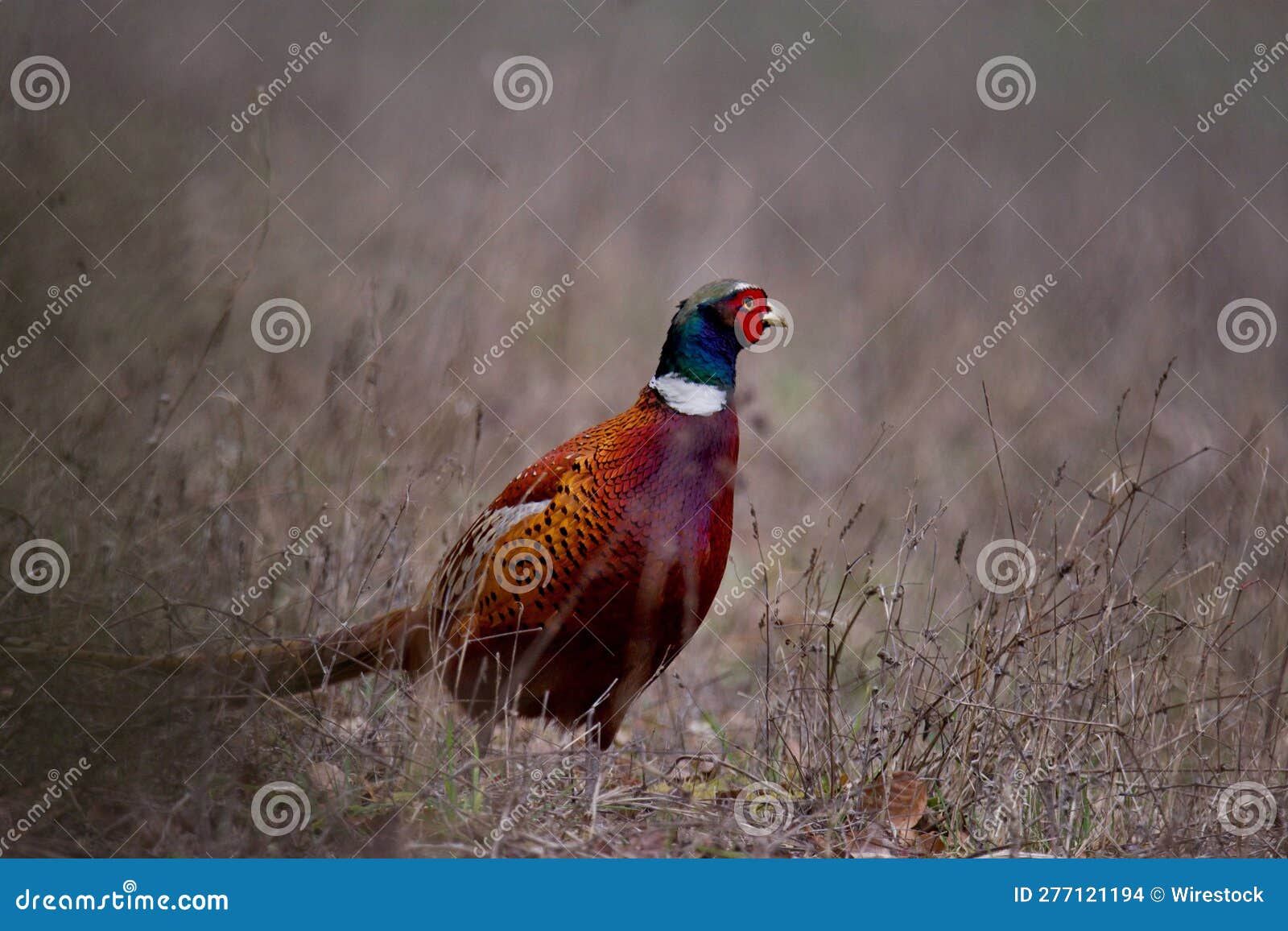 Common Pheasant in the Field Stock Photo - Image of field, wildlife ...