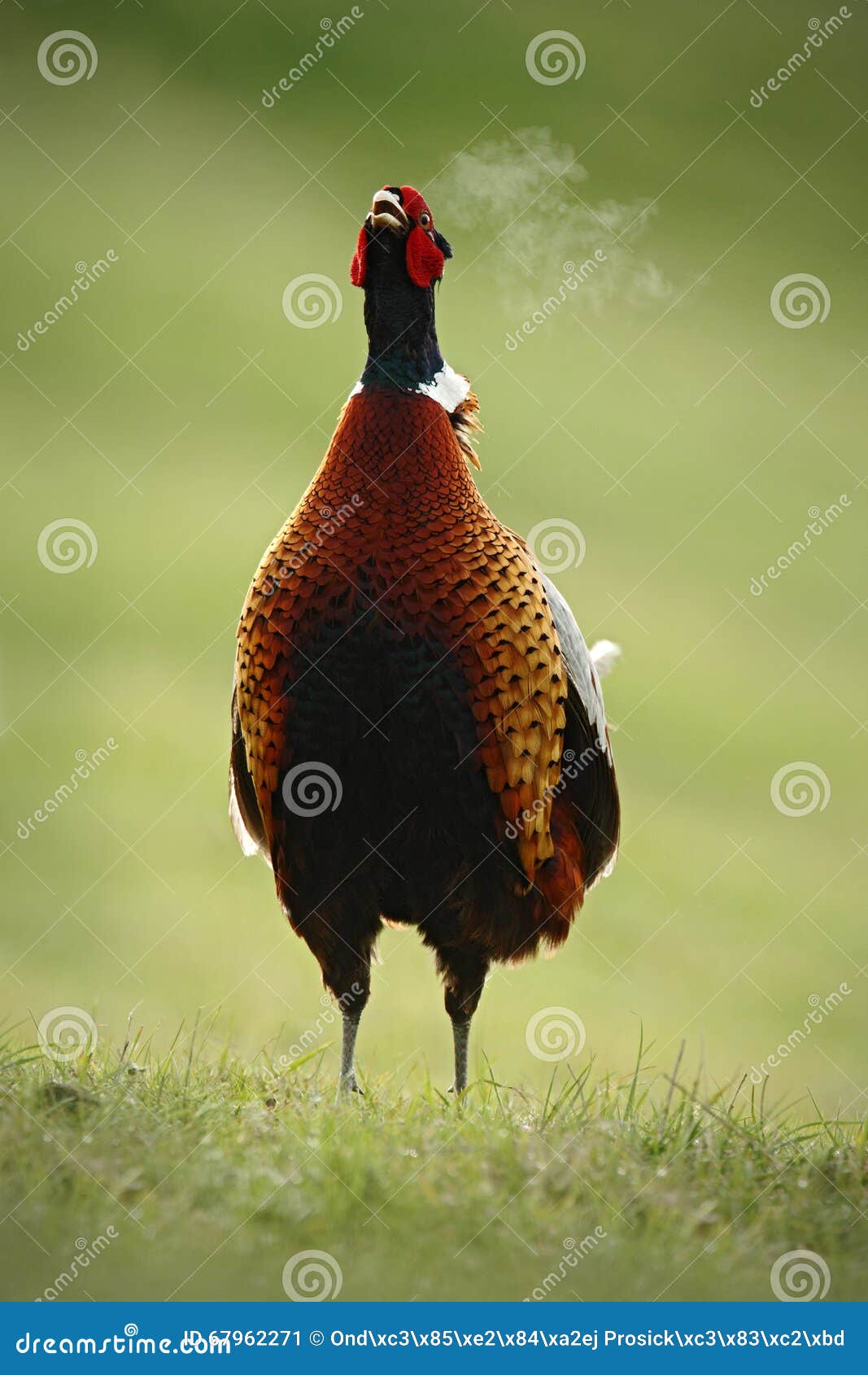 Common Pheasant on the Meadow with Open Beak and the Steam Stock Image ...