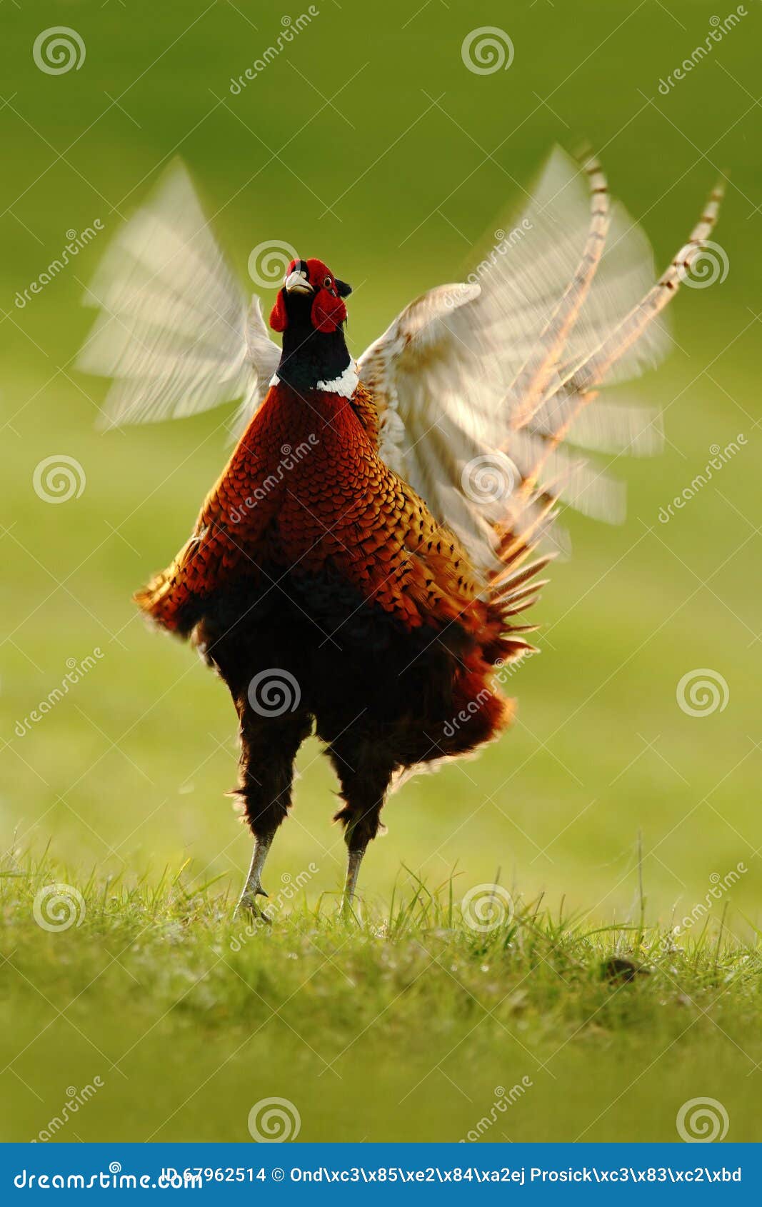 Common Pheasant on the Meadow with Open Beak and the Steam Stock Photo ...
