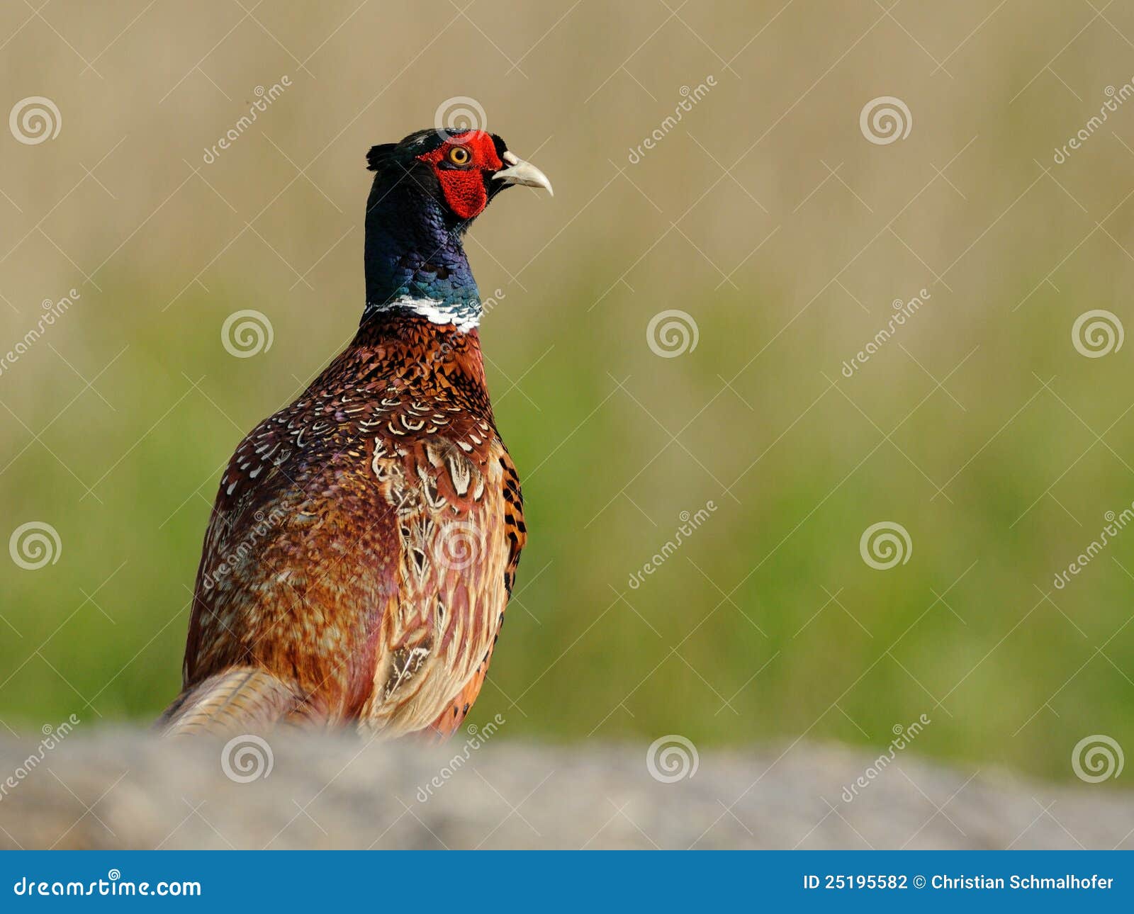 Common Pheasant (Phasianus Colchicus) Stock Photo - Image of cornfield ...