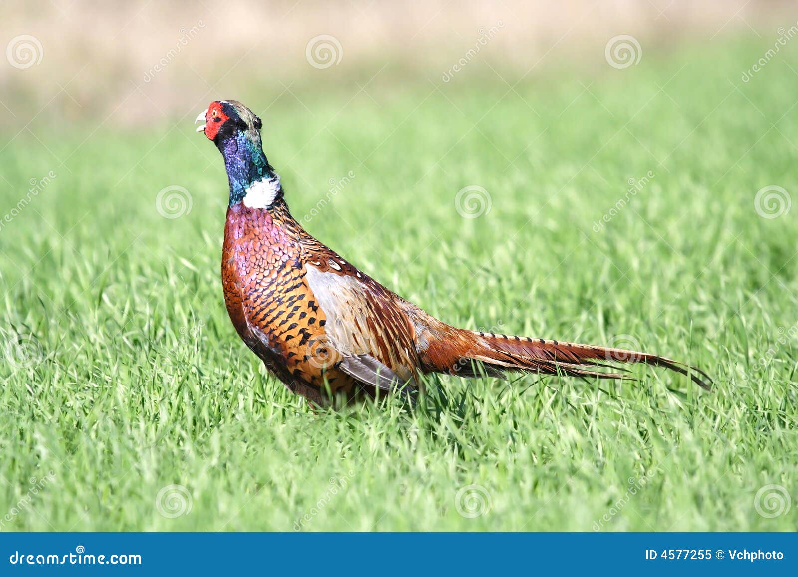 Common Pheasant ( Phasianus Colchicus ) Stock Image - Image of animals ...