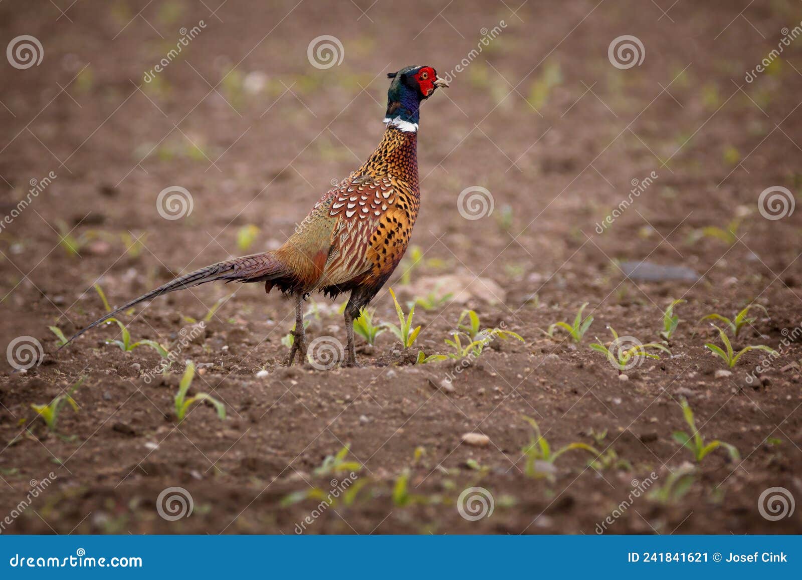 The Common Pheasant (Phasianus Colchicus Stock Image - Image of rooster ...