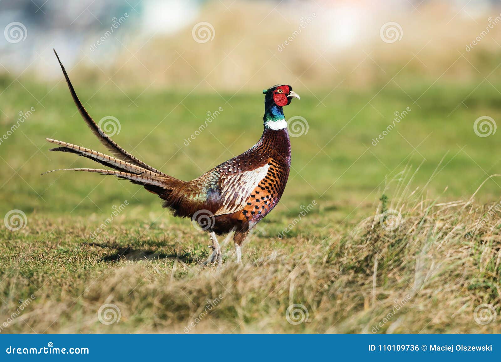 Common Pheasant, Pheasant, Phasianus Colchicus Stock Photo - Image of ...