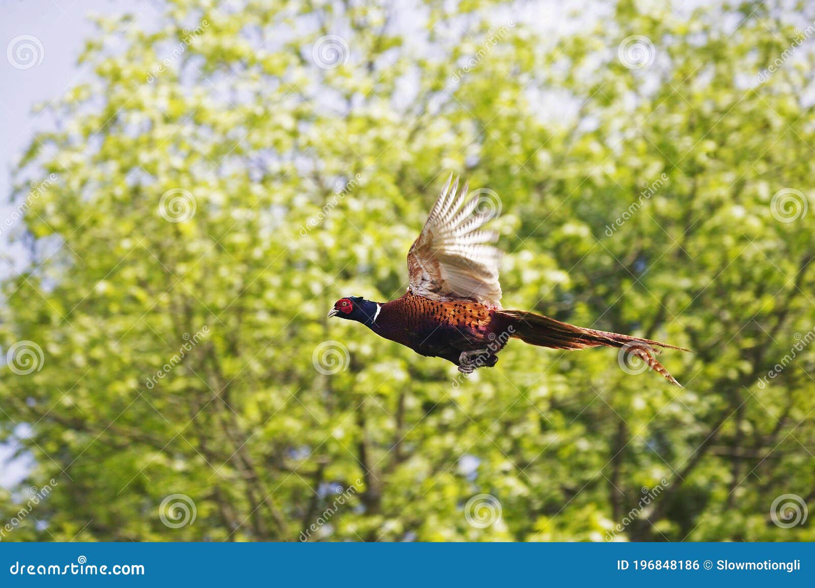 Common Pheasant, Phasianus Colchicus, Male in Flight, Normandy Stock ...