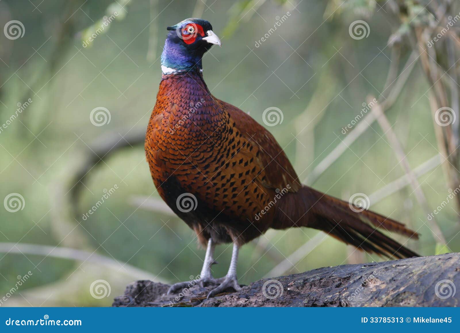 Common Pheasant, Phasianus Colchicus Stock Image - Image of nature ...