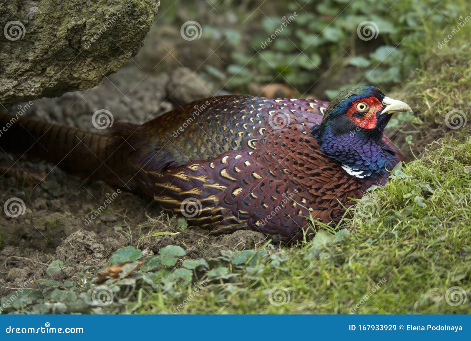 The Common Pheasant Phasianus Colchicus. Stock Image - Image of ...