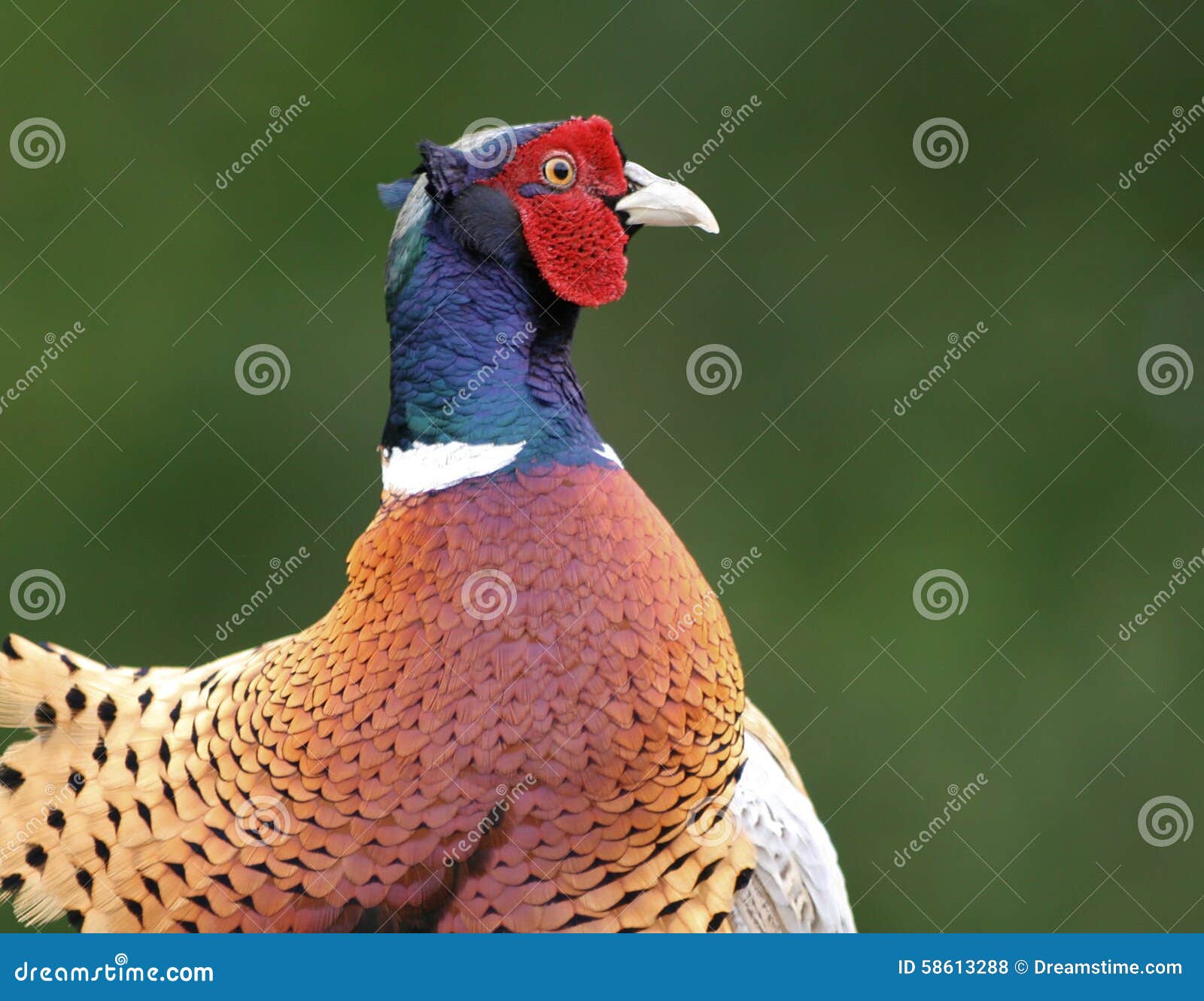 Common pheasant stock photo. Image of colchicus, phasanidae - 58613288