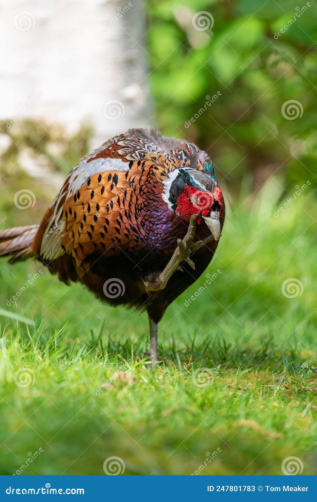 Common Pheasant Phasianus Colchicus Stock Image - Image of outdoor ...