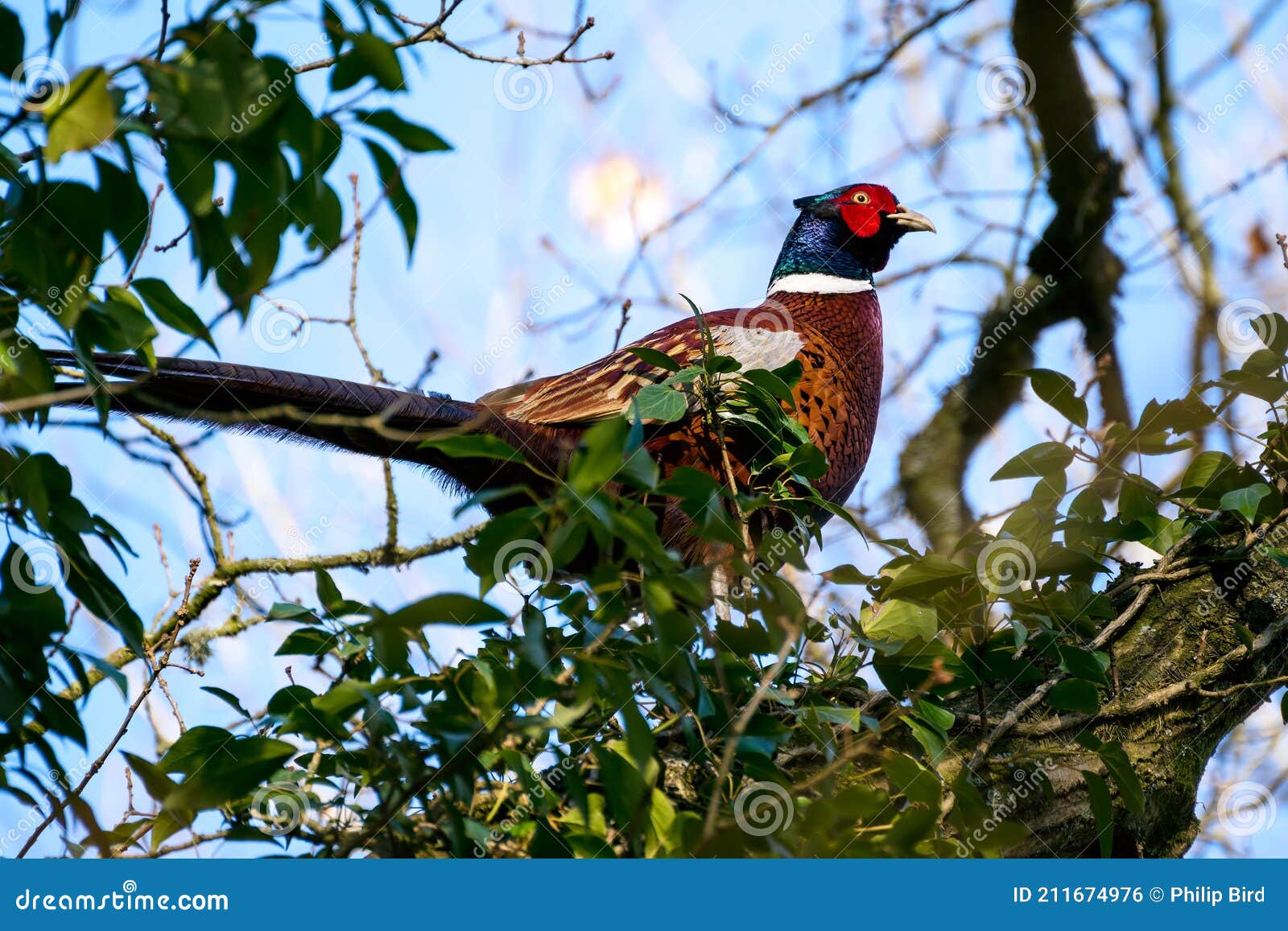 Common Pheasant Resting in an Oak Tree in Wintertime Stock Photo ...