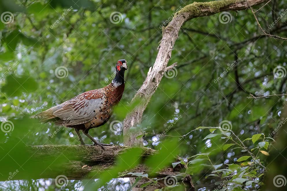 Common Pheasant, Phasianus Colchicus, Resting in a Tree in Summertime ...