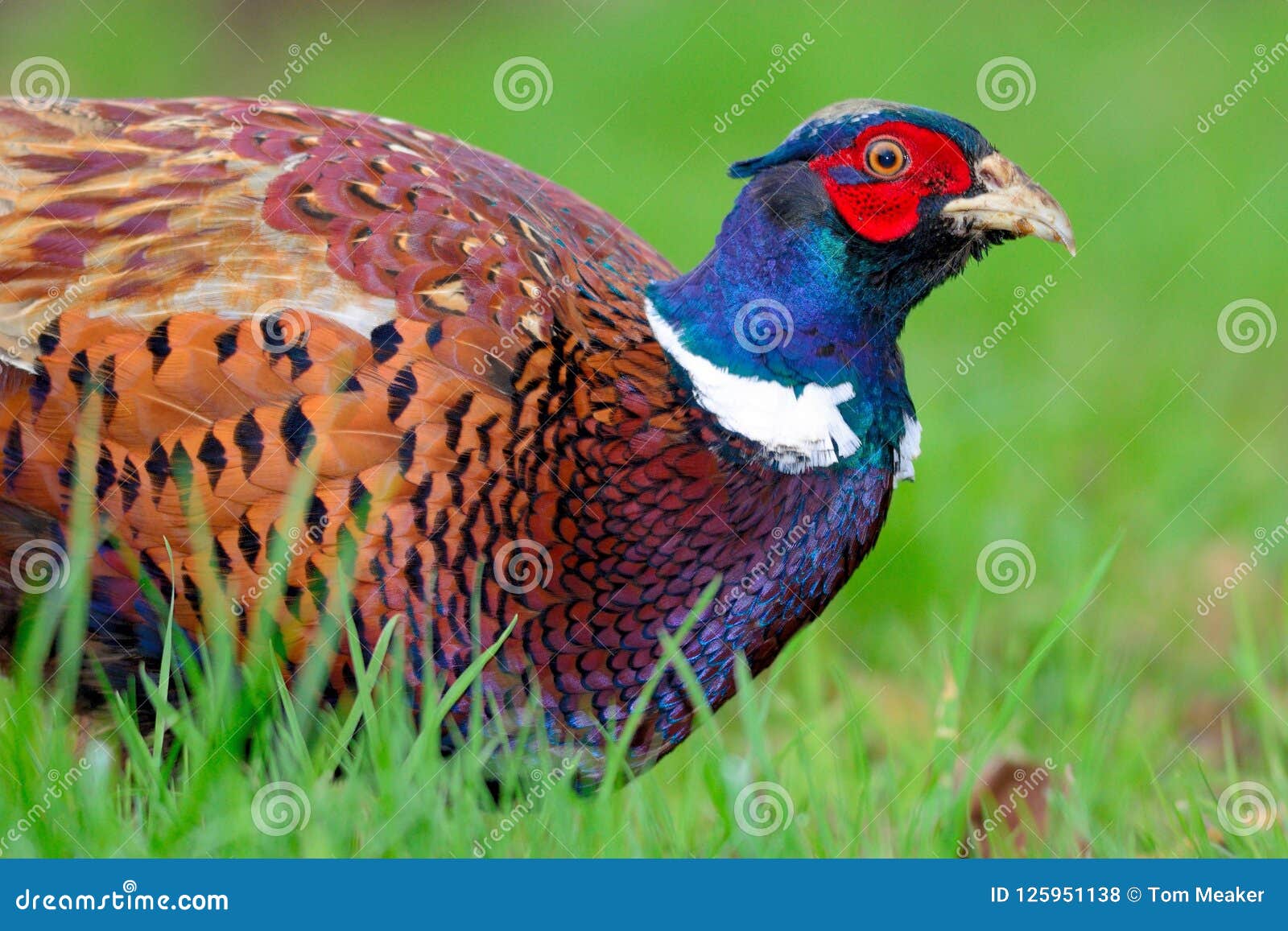 Common Pheasant Phasianus Colchicus Stock Photo - Image of outdoors ...