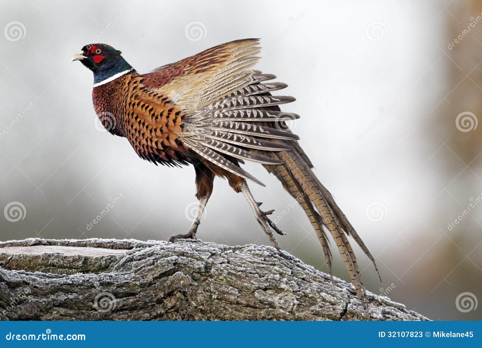 Common Pheasant, Phasianus Colchicus Stock Image - Image of forest ...