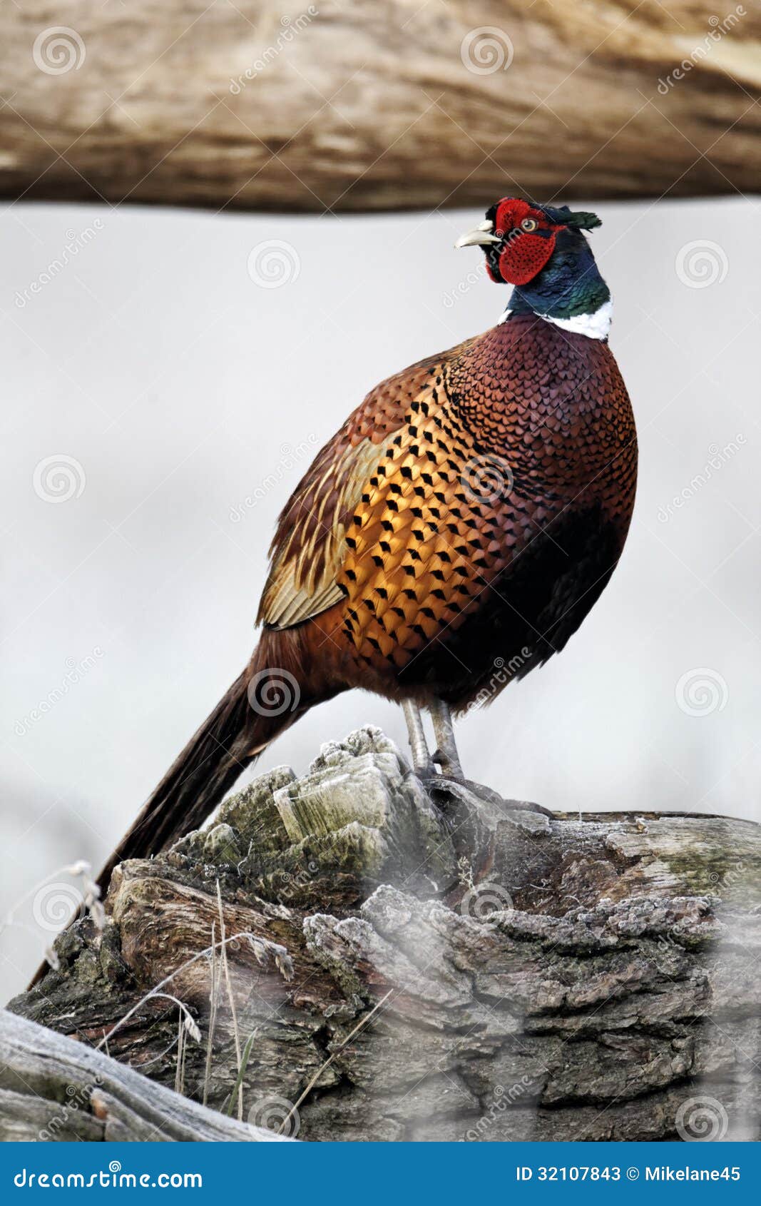 Common Pheasant, Phasianus Colchicus Stock Image - Image of colchicus ...