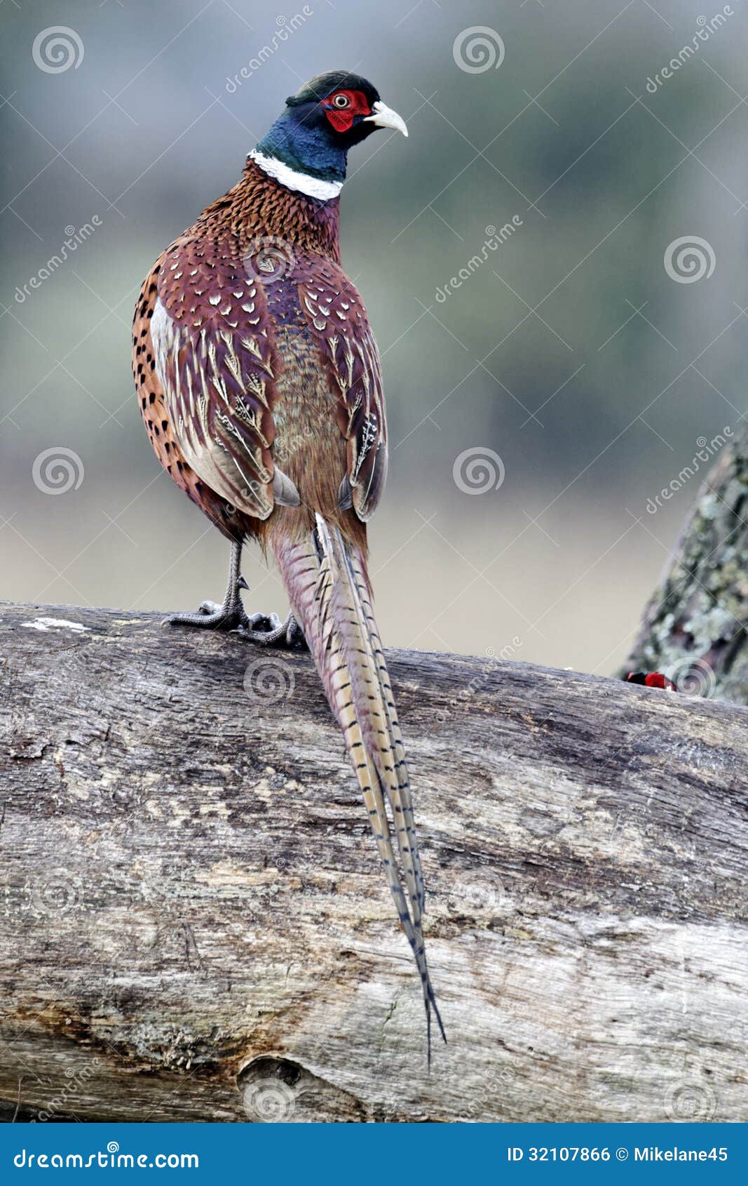Common Pheasant, Phasianus Colchicus Stock Photo - Image of colchicus ...