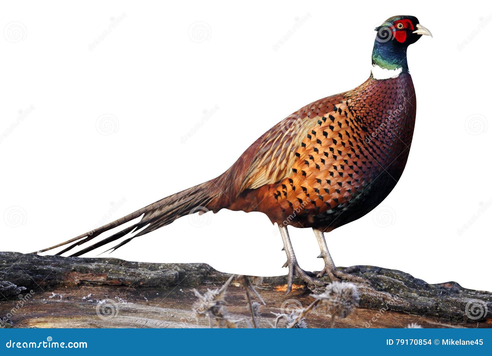 Common Pheasant, Phasianus Colchicus Stock Photo - Image of common ...