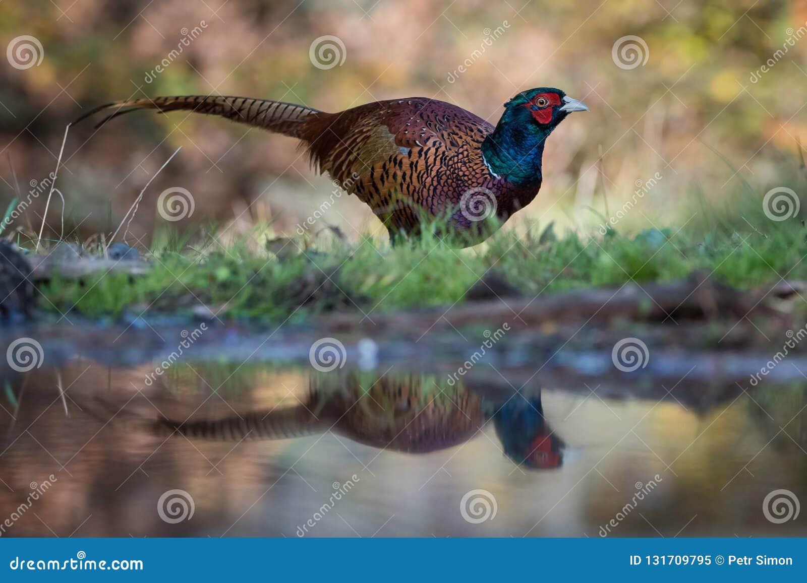 The Common Pheasant, Phasianus Colchicus is Standing at the Forest ...