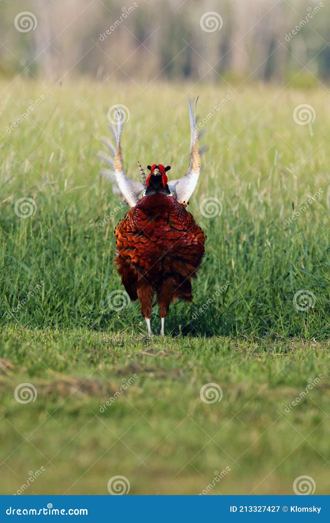 The Common Pheasant Phasianus Colchicus Standing on the Meadow ...