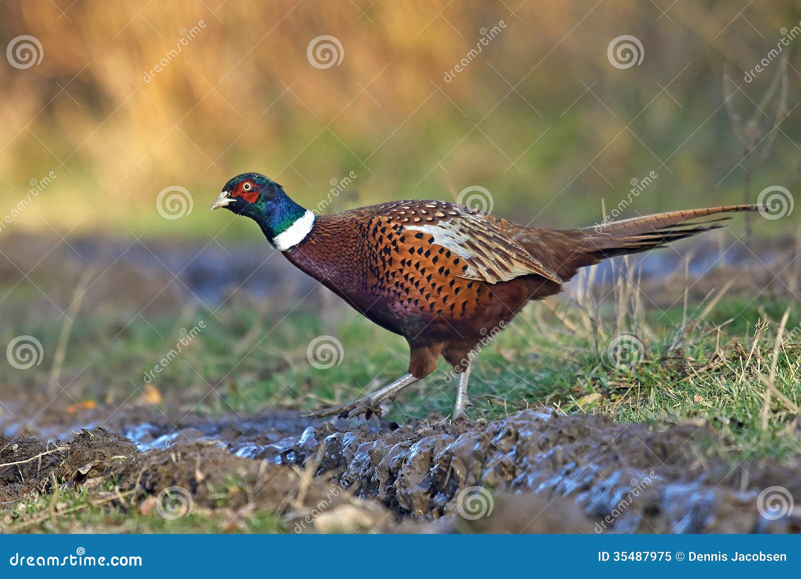 Common Pheasant (Phasianus Colchicus) Stock Image - Image of animal ...