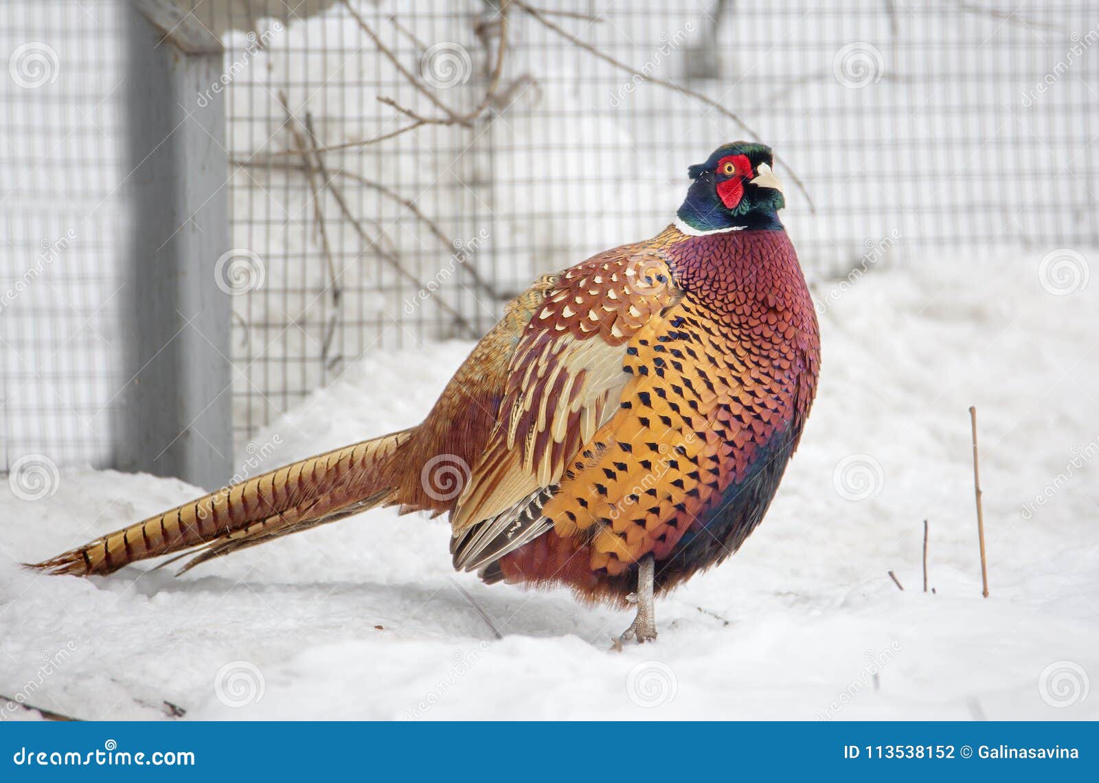 The common pheasant. stock photo. Image of colour, common - 113538152