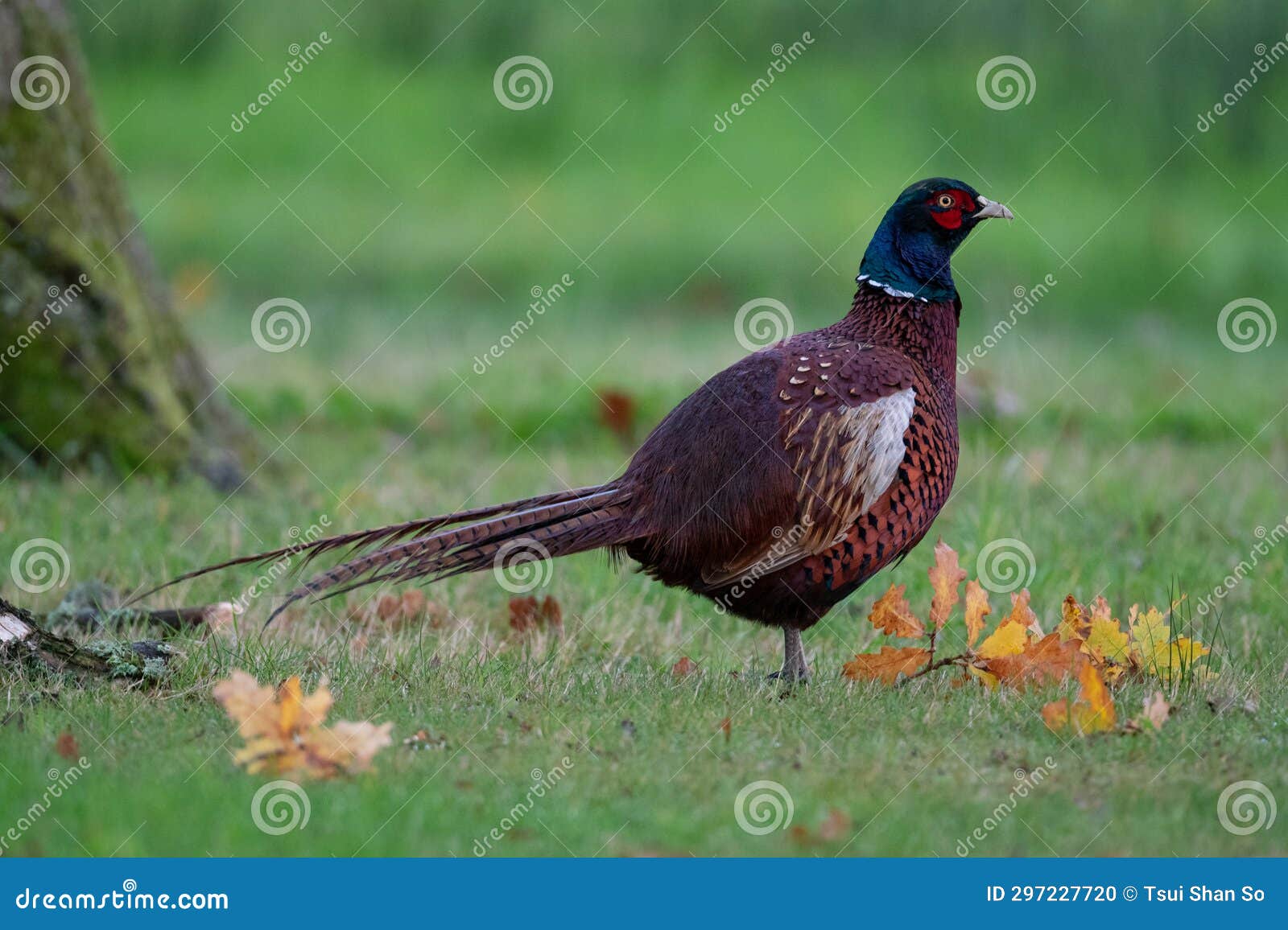 Common Pheasant Walking Around in the Park Stock Photo - Image of fowl ...