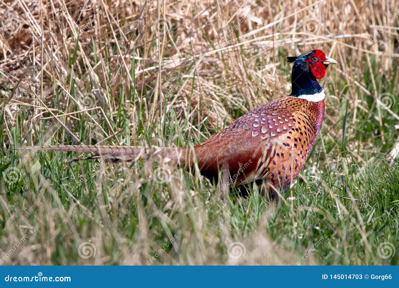 Common pheasant stock image. Image of hunting, grass - 145014703