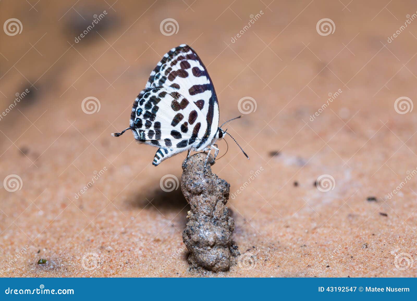 Common Pierrot butterfly stock image. Image of fauna - 43192547