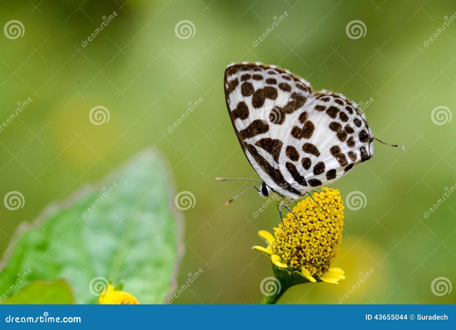 Common Pierrot Butterfly on Flower Stock Photo - Image of common, green ...