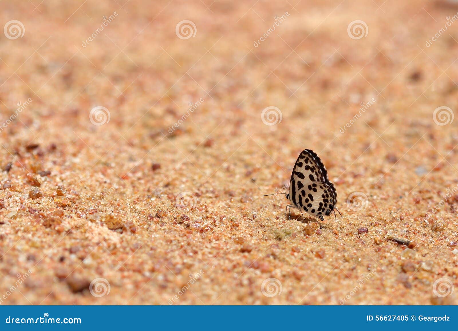Common Pierrot (Castalius Rosimon) Butterfly Stock Image - Image of ...