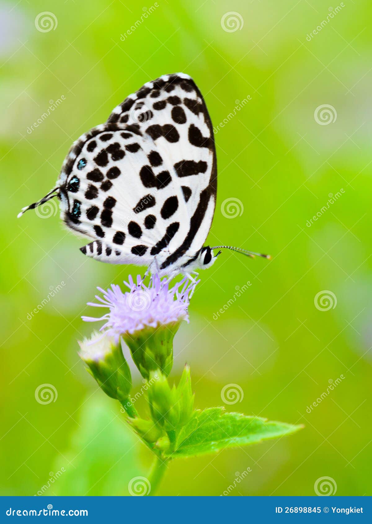 Common Pierrot, Castalius Rosimon, White Butterfly Stock Image - Image ...
