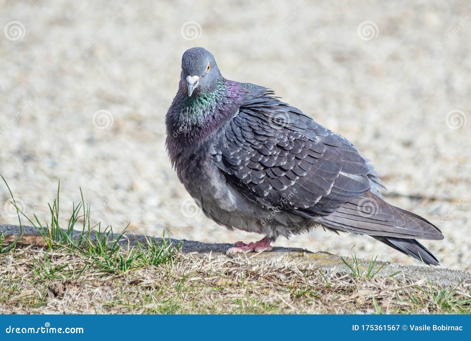 Common Pigeon Resting stock image. Image of animal, pidgeon - 175361567