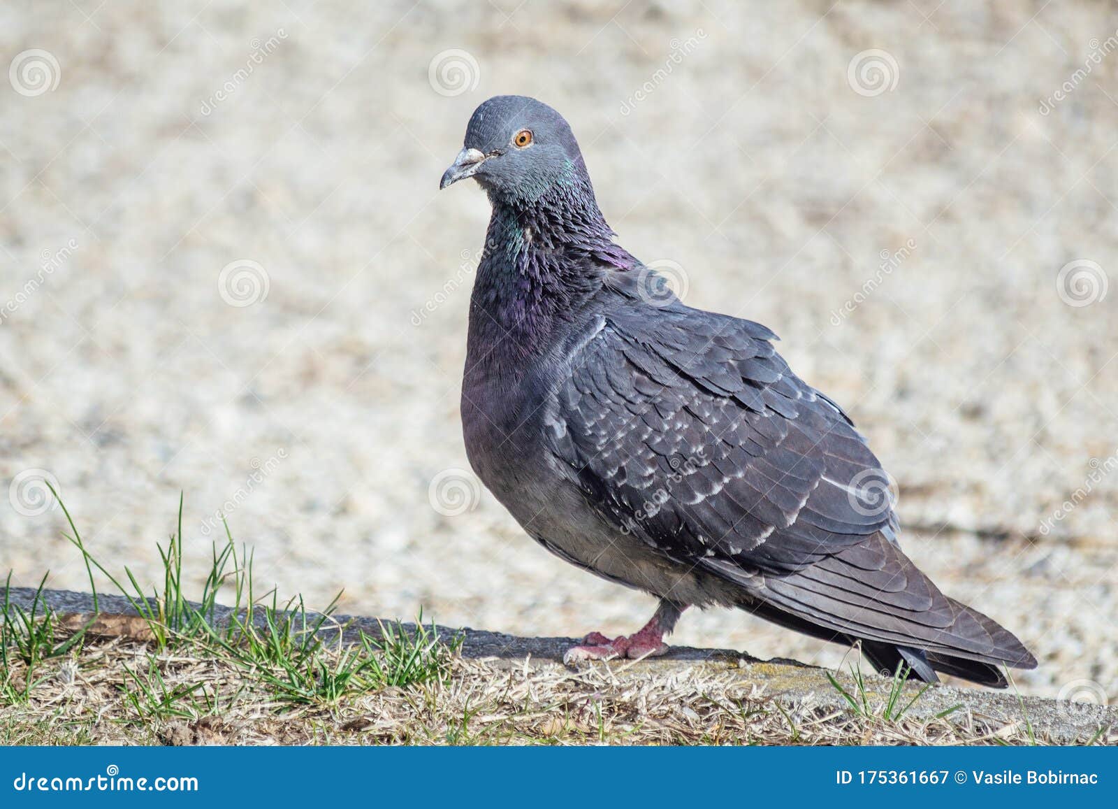 Common Pigeon Resting stock image. Image of animal, park - 175361667