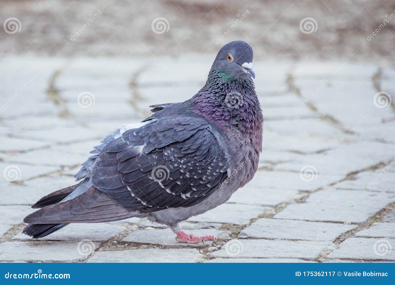 Common Pigeon Resting stock image. Image of resting - 175362117