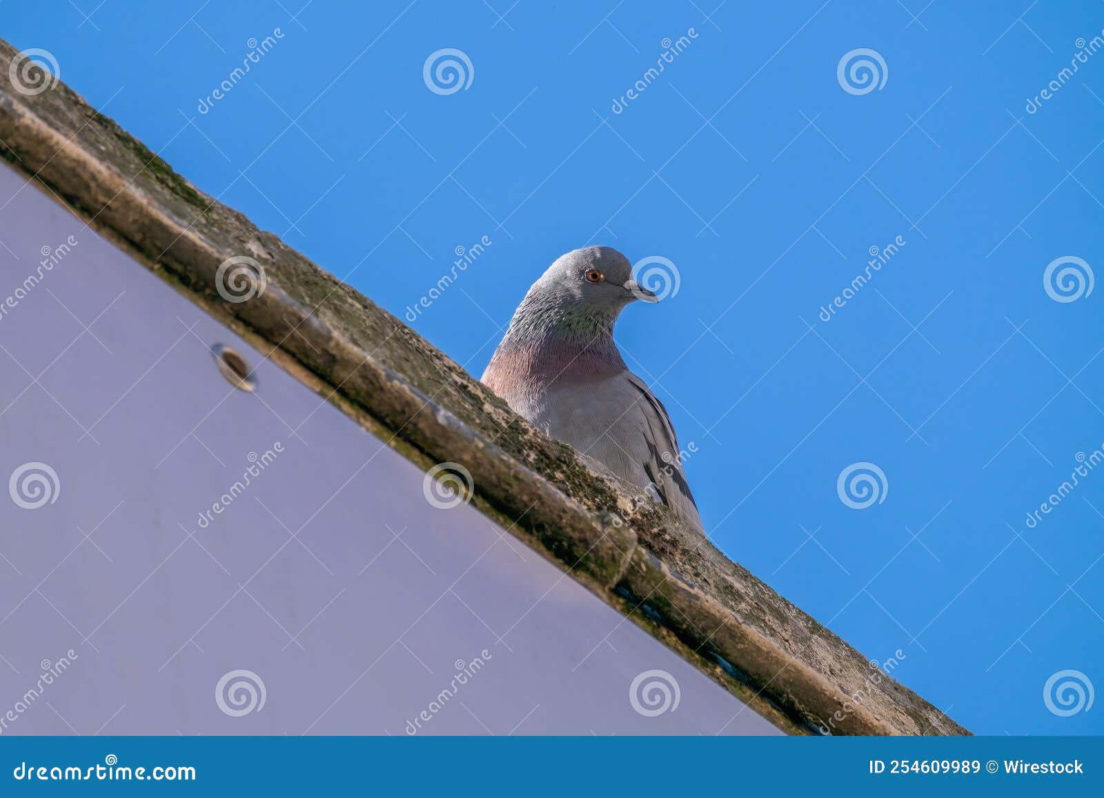 A Common Pigeon on the Roof of a Building Stock Image - Image of nest ...