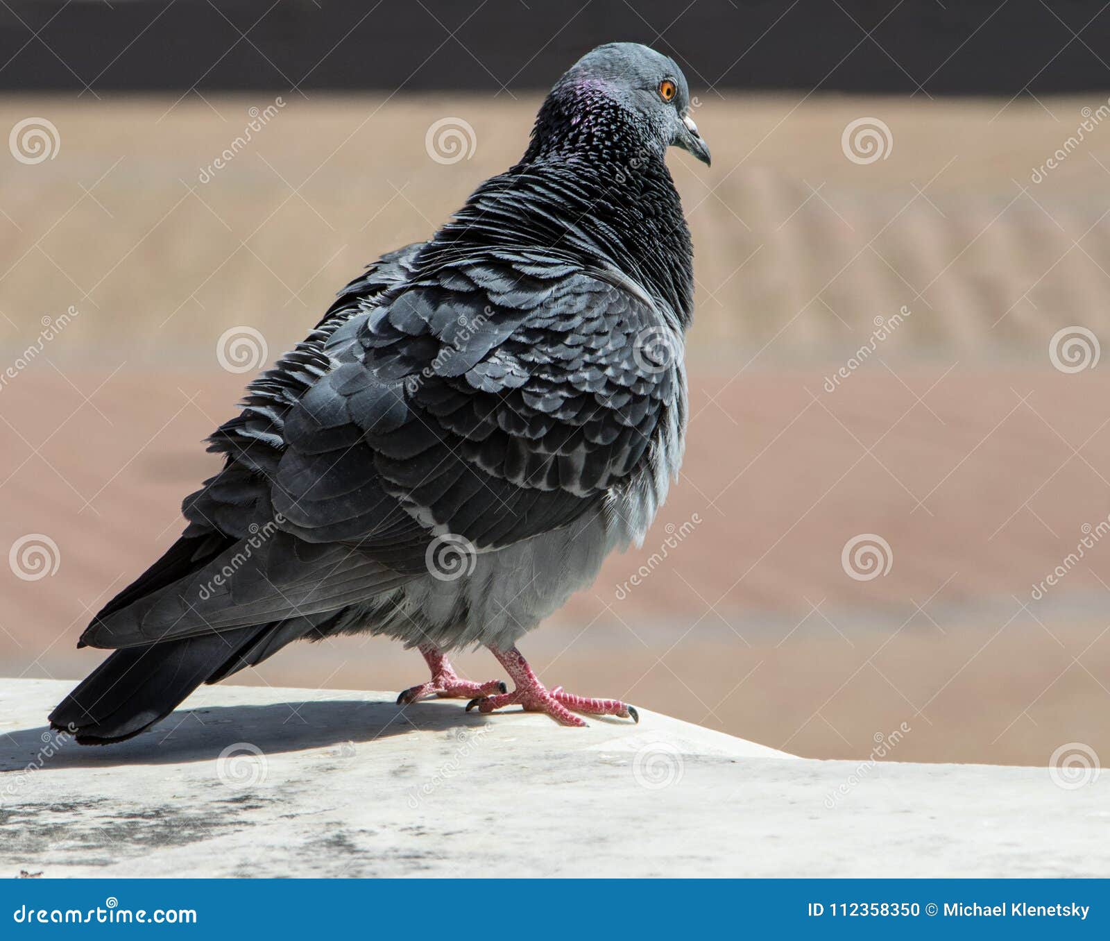 Common Pigeons stock photo. Image of bird, creature - 112358350