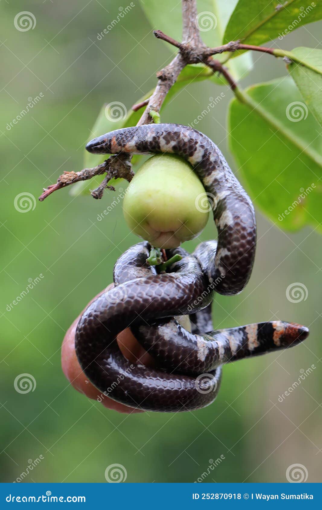 A Common Pipe Snake Is Looking For Prey On A Dry Tree Branch. Stock ...