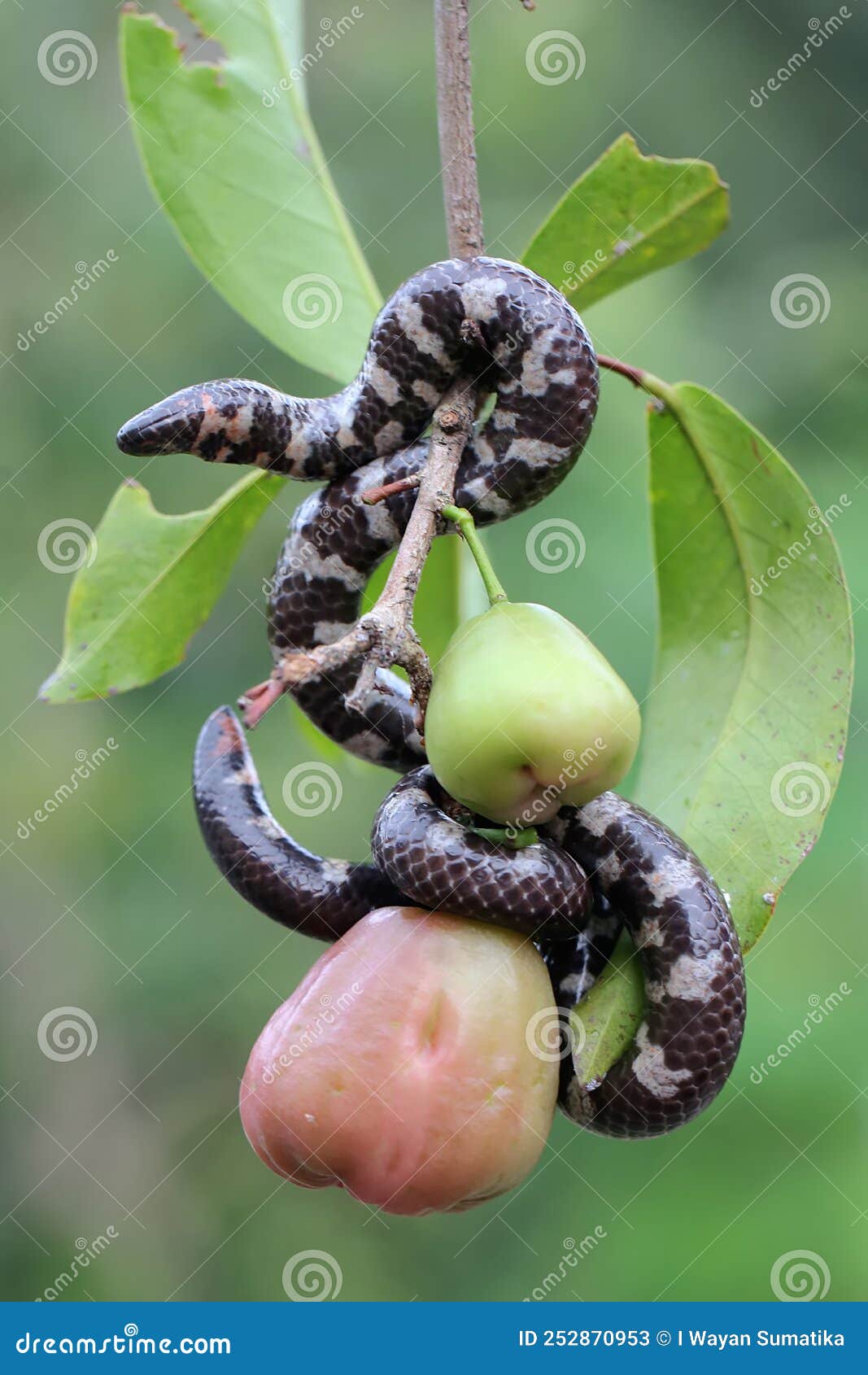 A Common Pipe Snake is Looking for Prey on a Branch of a Water Apple ...